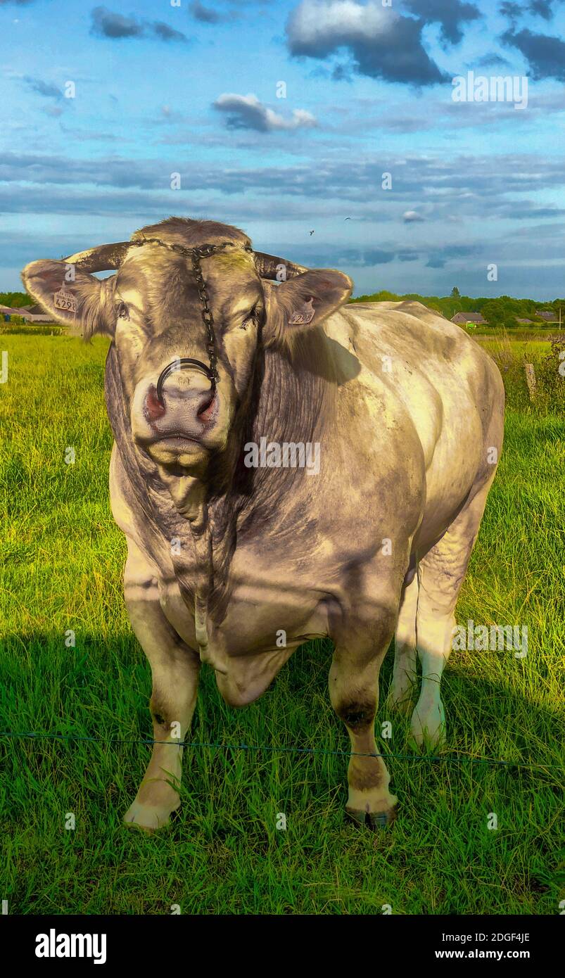 Bull and cow hi-res stock photography and images - Alamy