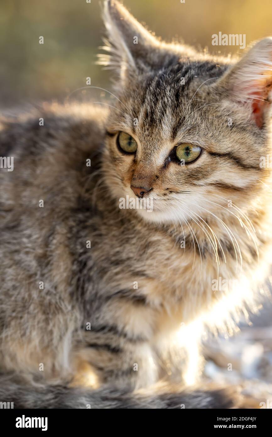 Serious kitten hi-res stock photography and images - Alamy
