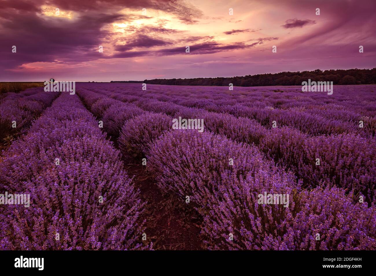 Vivid amazing hi-res stock photography and images - Alamy