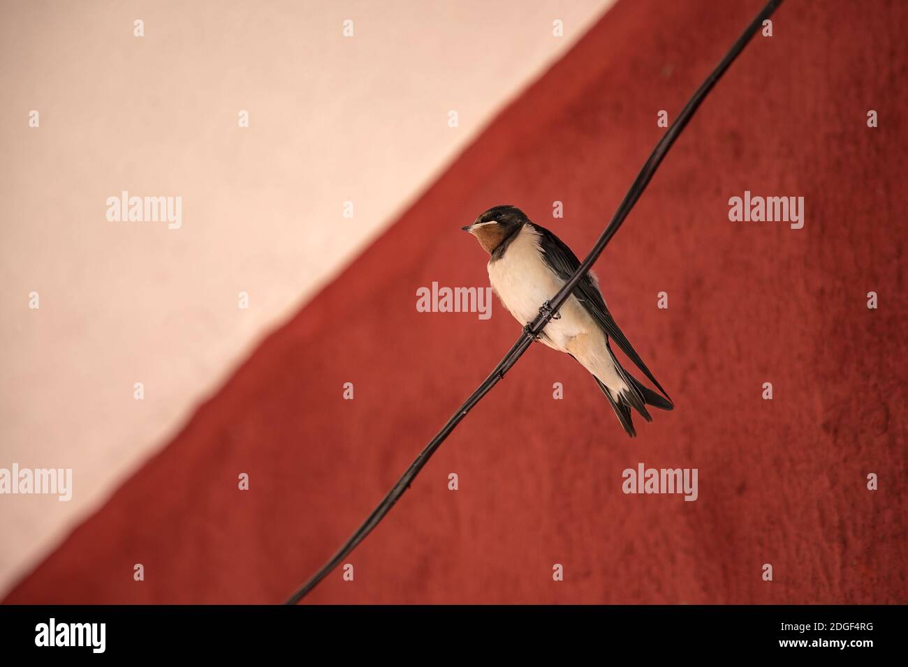 One lone alone bird sitting hi-res stock photography and images - Alamy