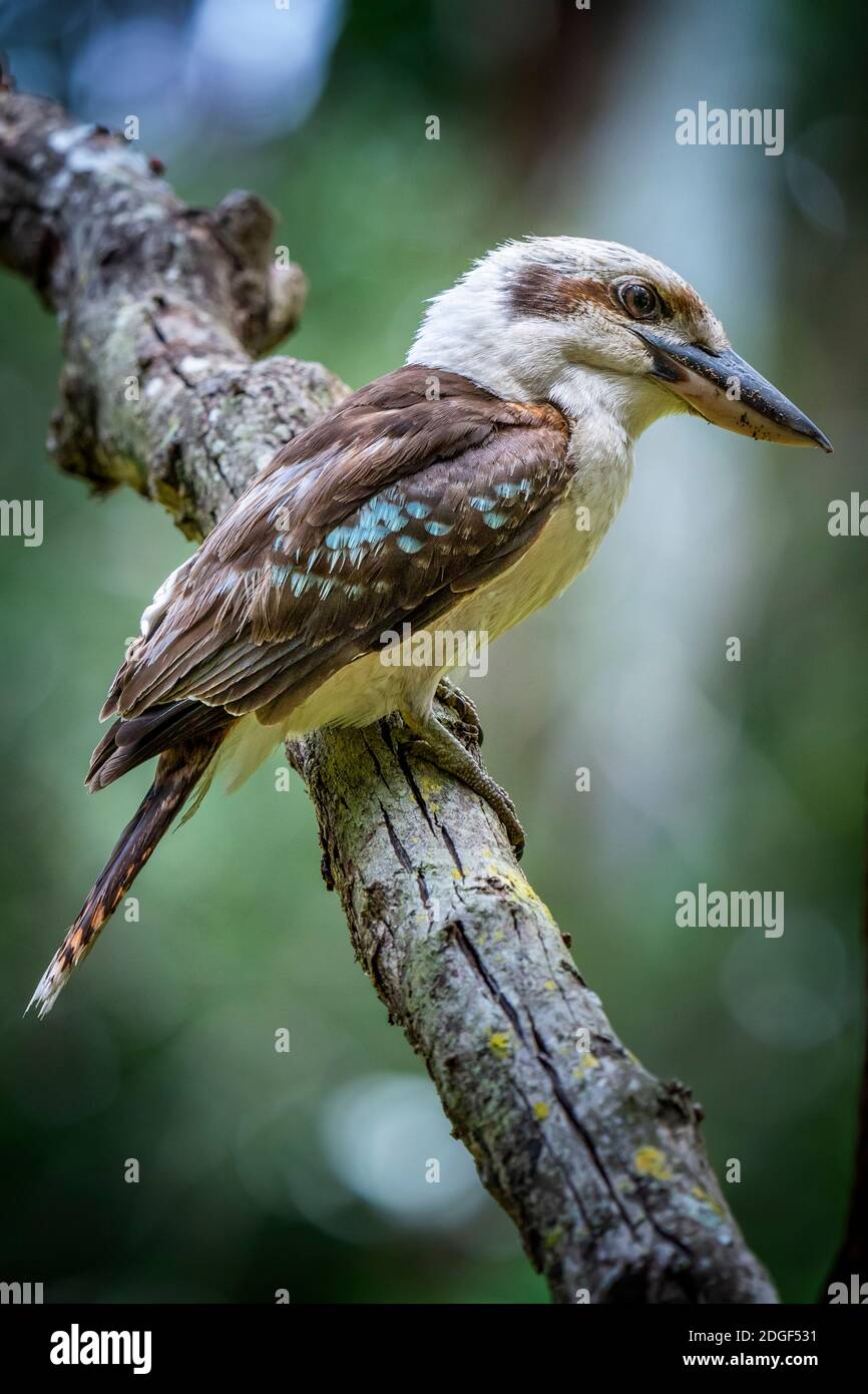 Australian laughing jackass hi-res stock photography and images - Alamy