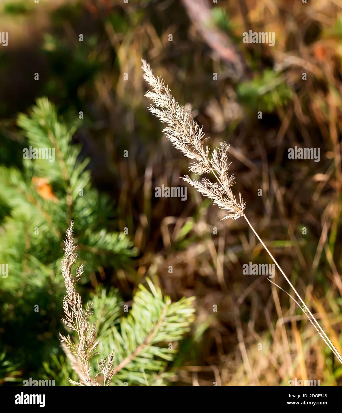 Old dried grass hi-res stock photography and images - Alamy