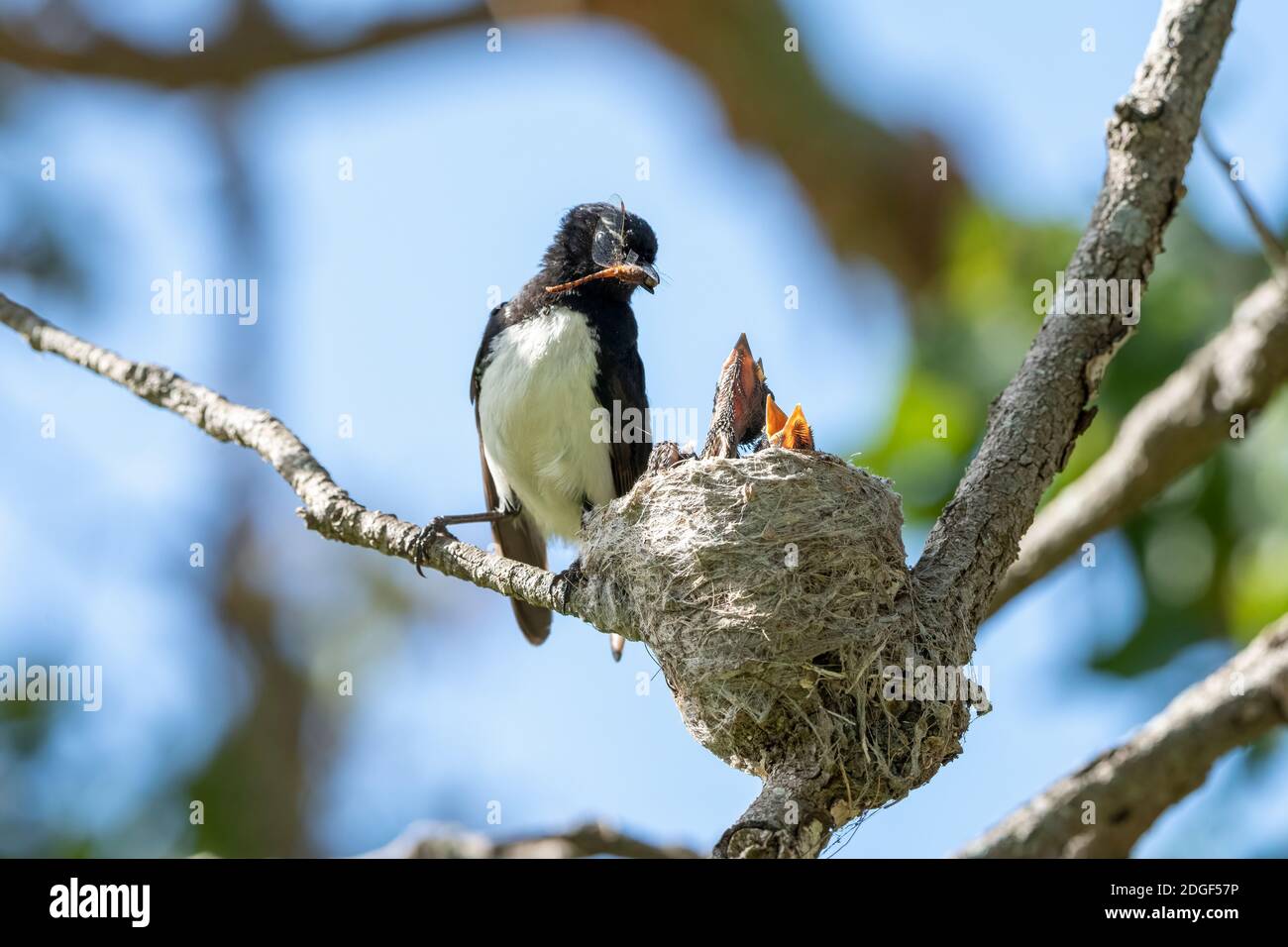 Willie-wagtail (Rhipidura leucophrys) with chicks in nest. Queensland ...