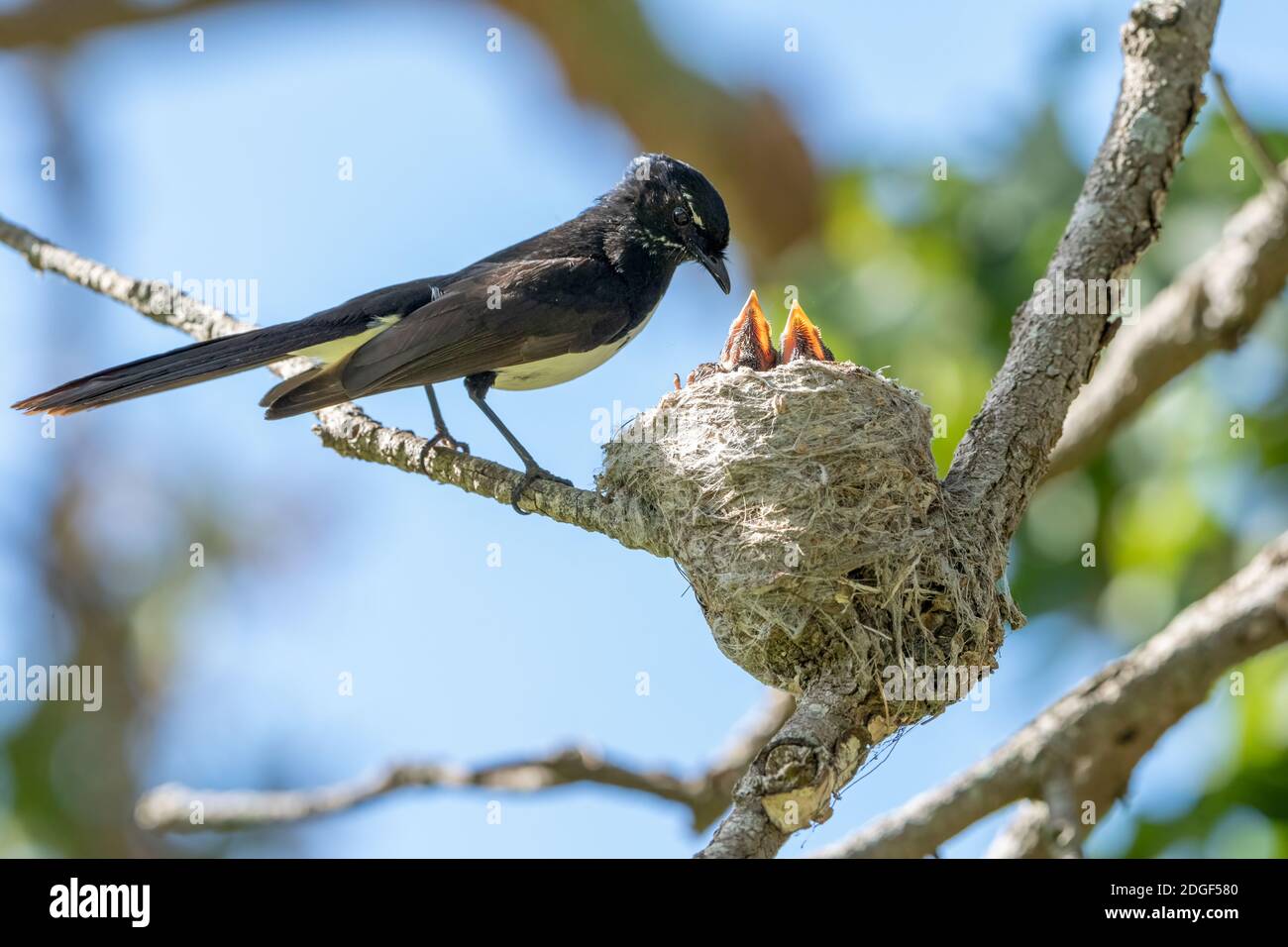 White wagtail feeding chicks in hi-res stock photography and images - Alamy