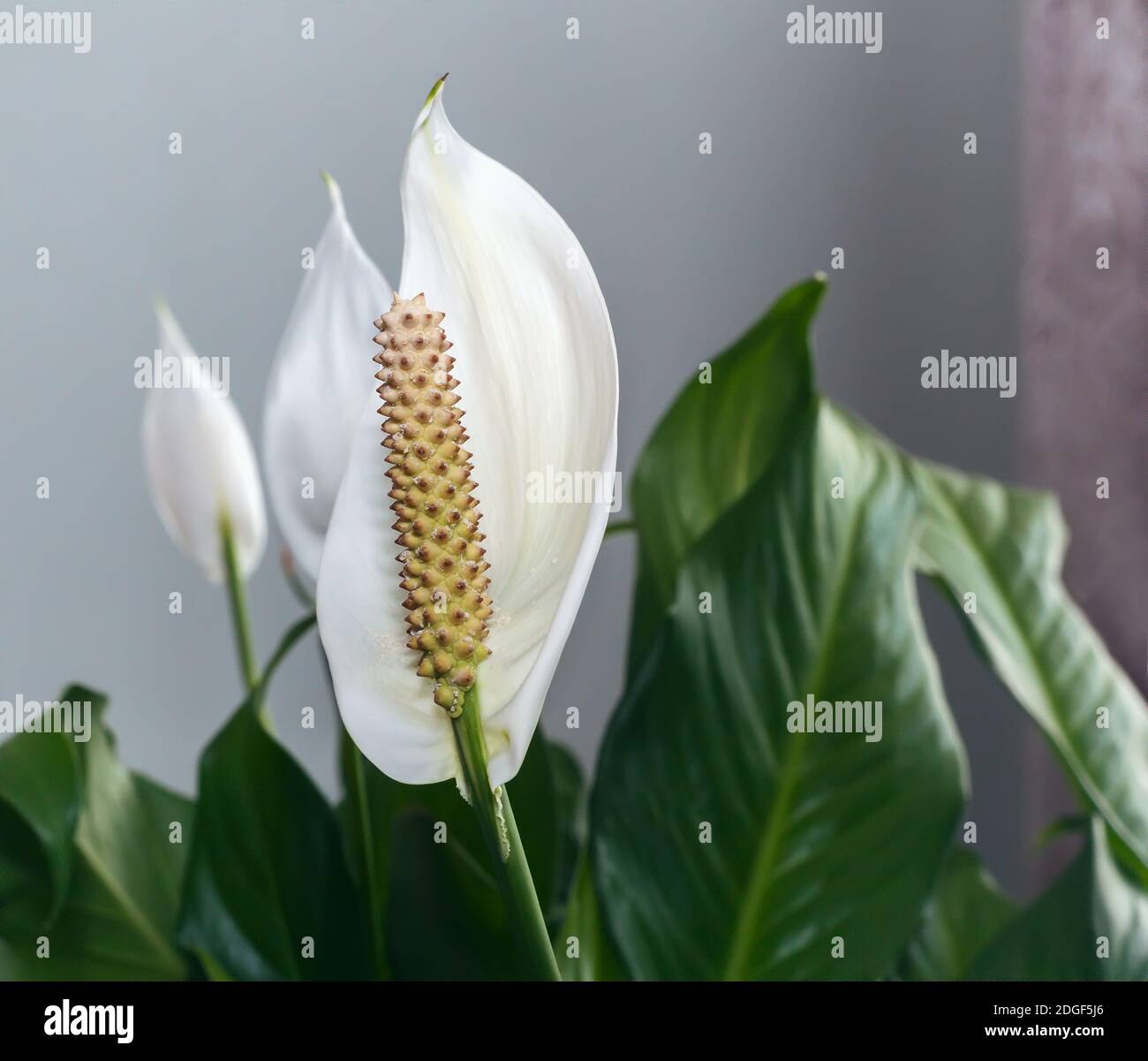 Indoor plants: white spatifilum flower among the leaves Stock Photo - Alamy