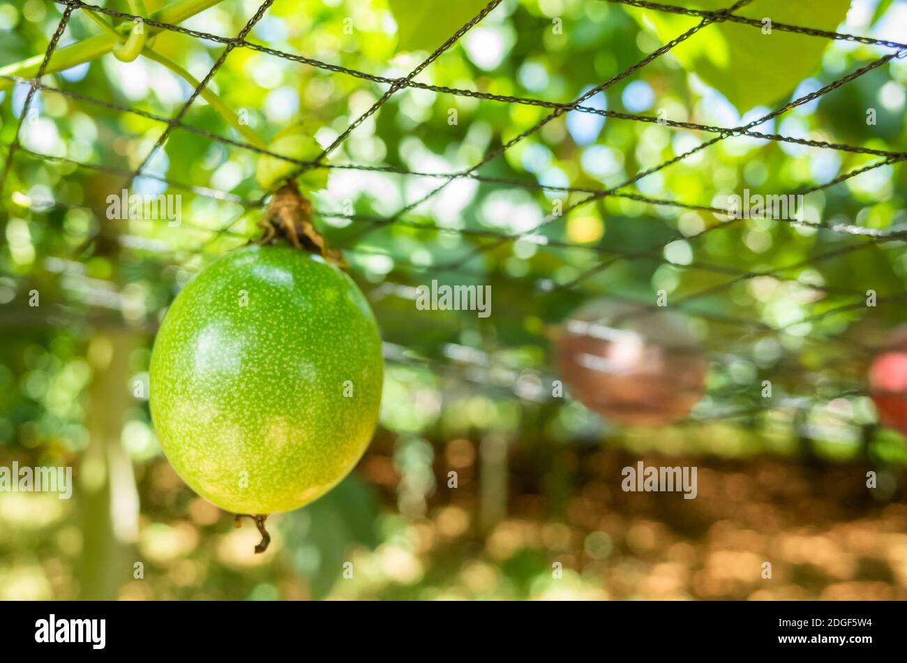 Farm of passion fruit cultivation on plastic net Stock Photo - Alamy