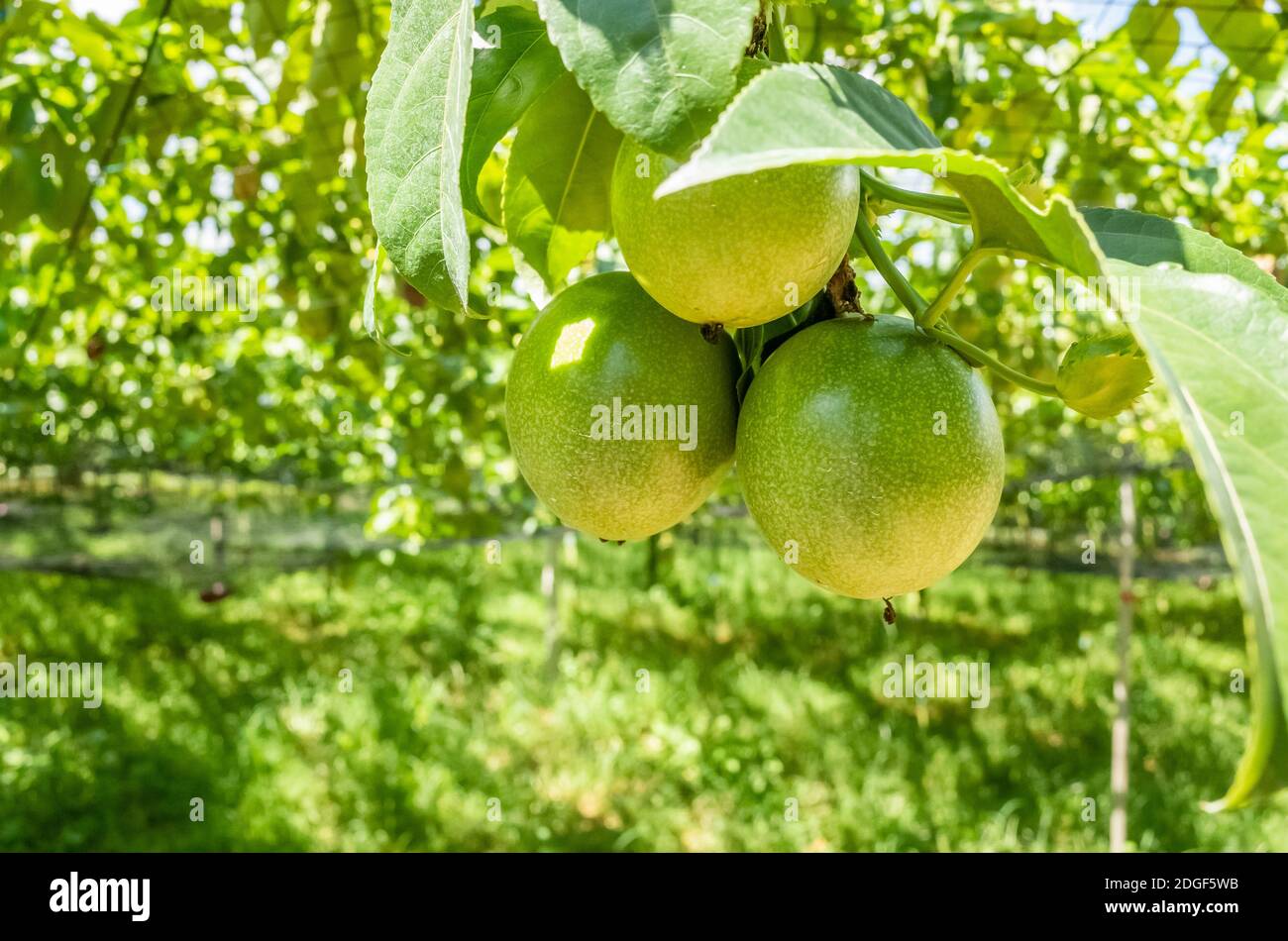 Farm of passion fruit cultivation on plastic net Stock Photo - Alamy