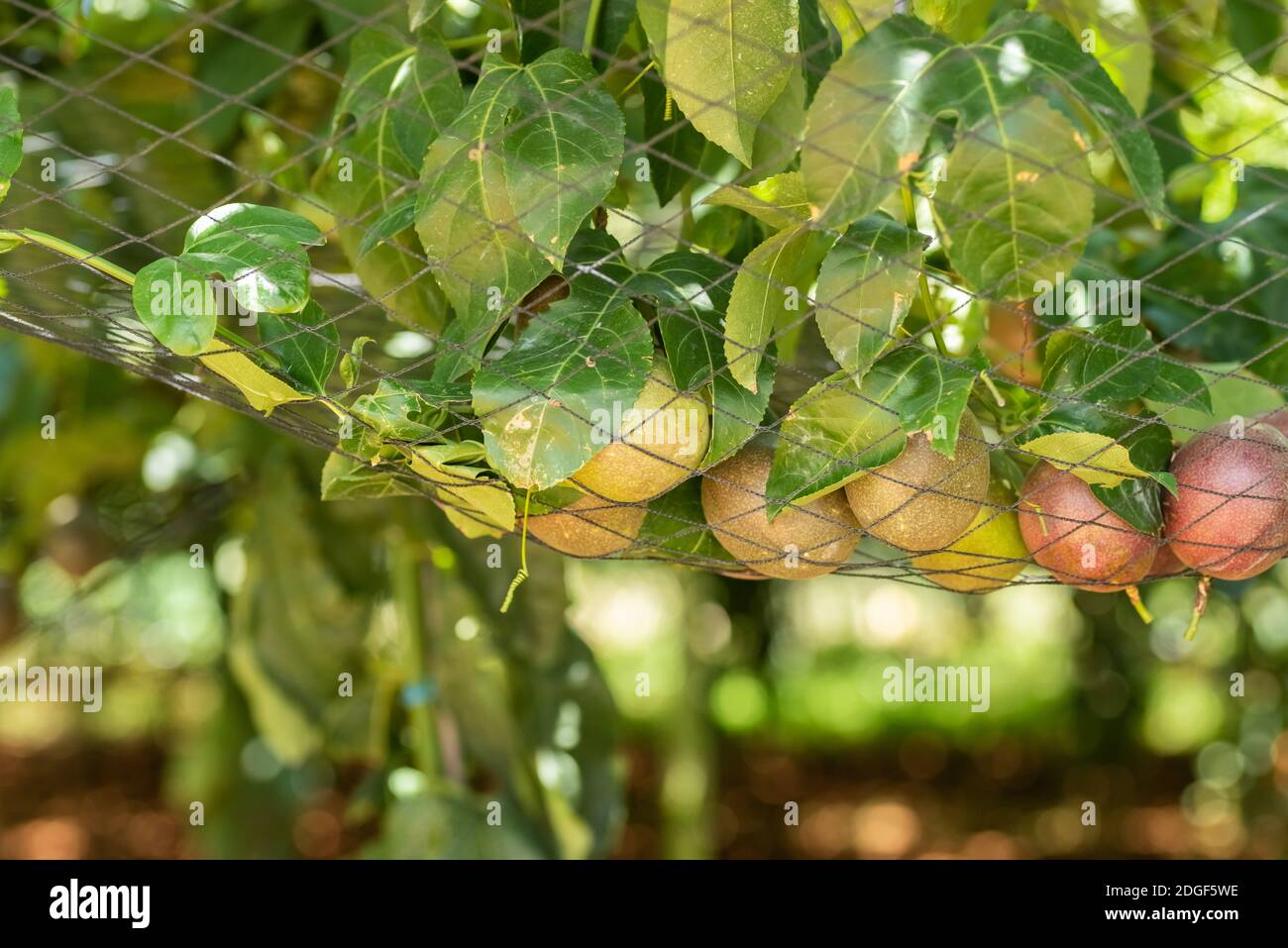 Farm of passion fruit cultivation on plastic net Stock Photo - Alamy