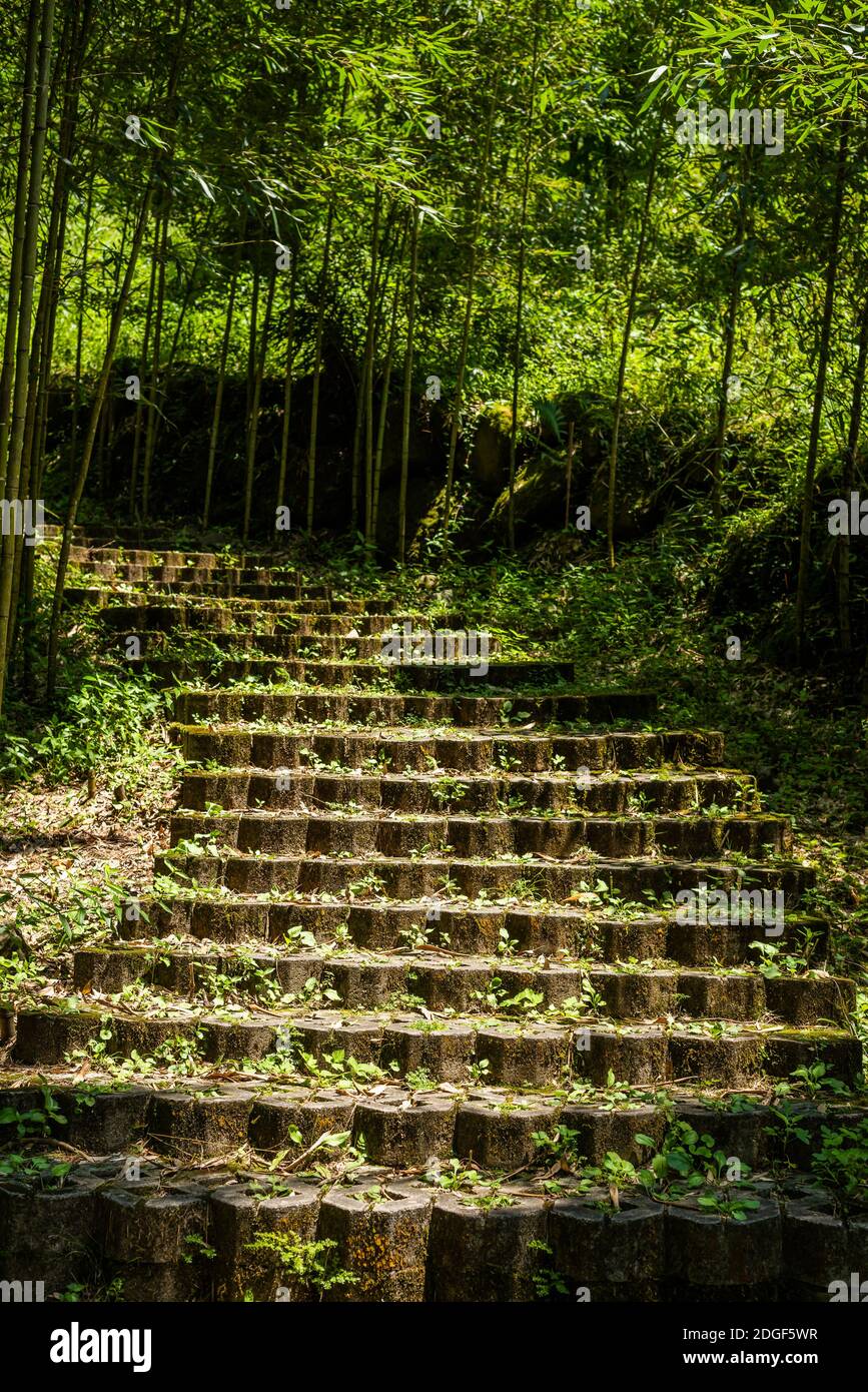 Stairs in the forest Stock Photo - Alamy