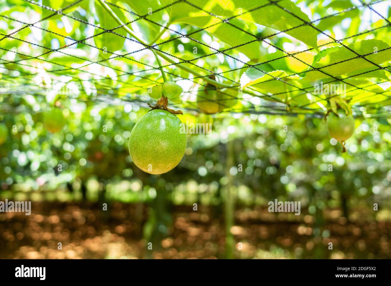 Farm of passion fruit cultivation on plastic net Stock Photo - Alamy