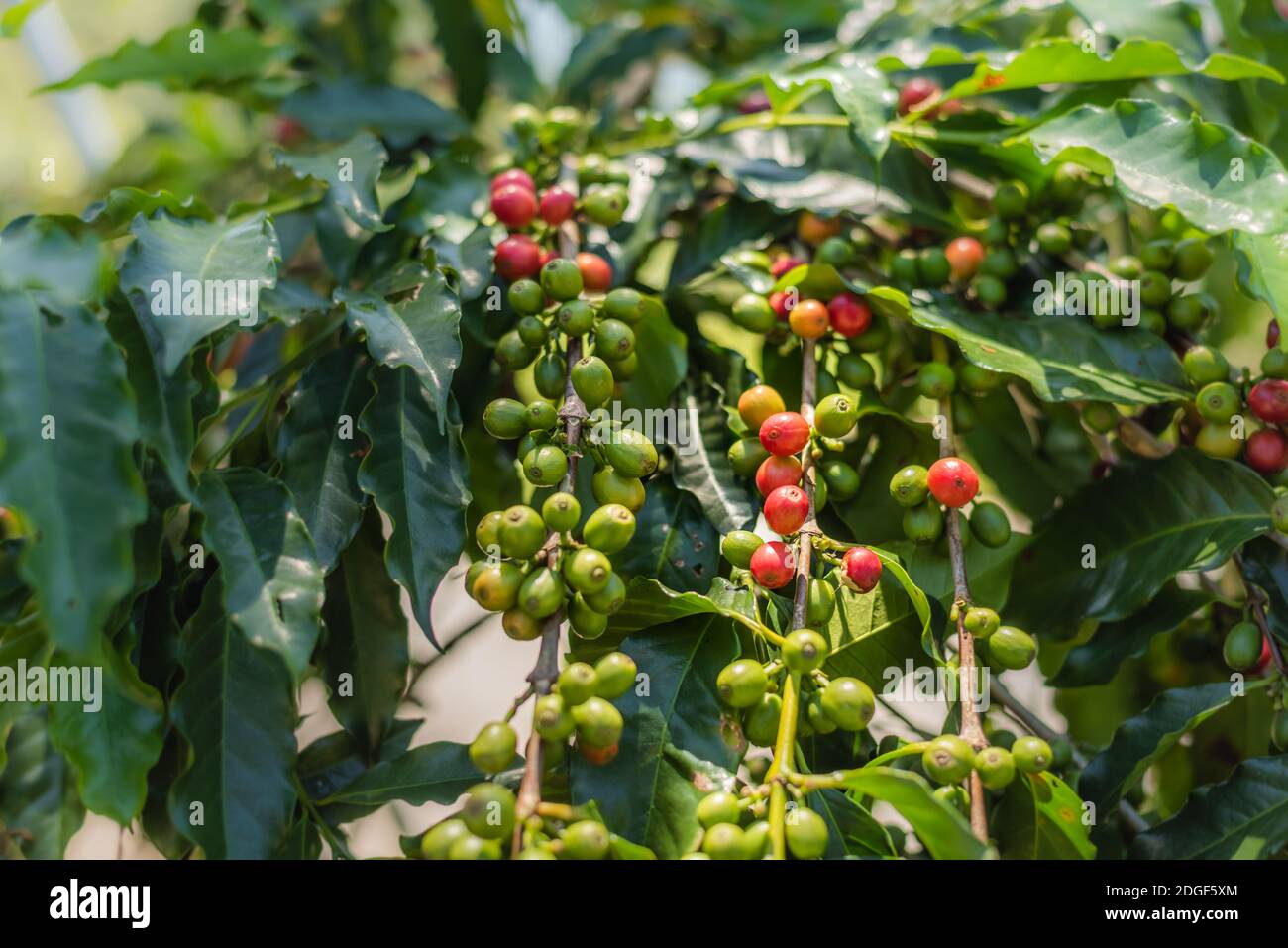Red bean tree hi-res stock photography and images - Alamy
