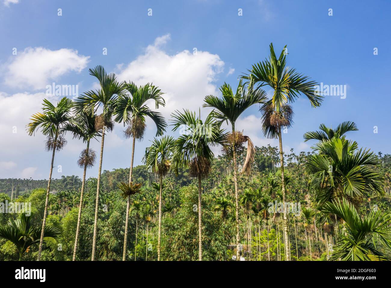 Betel nut tree hi-res stock photography and images - Alamy