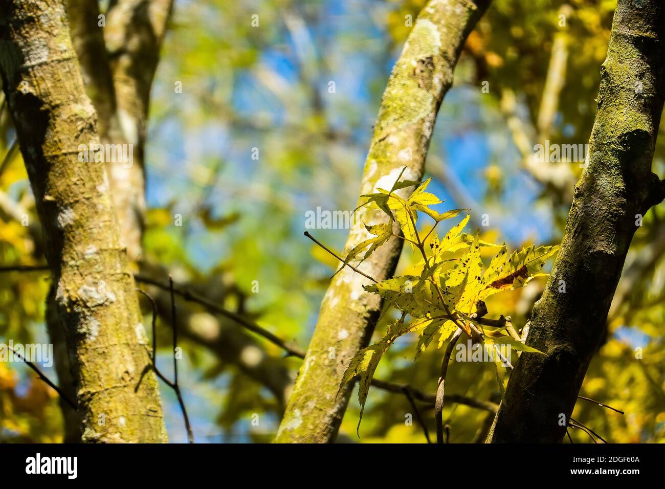 Yellow leaves under blue hi-res stock photography and images - Alamy