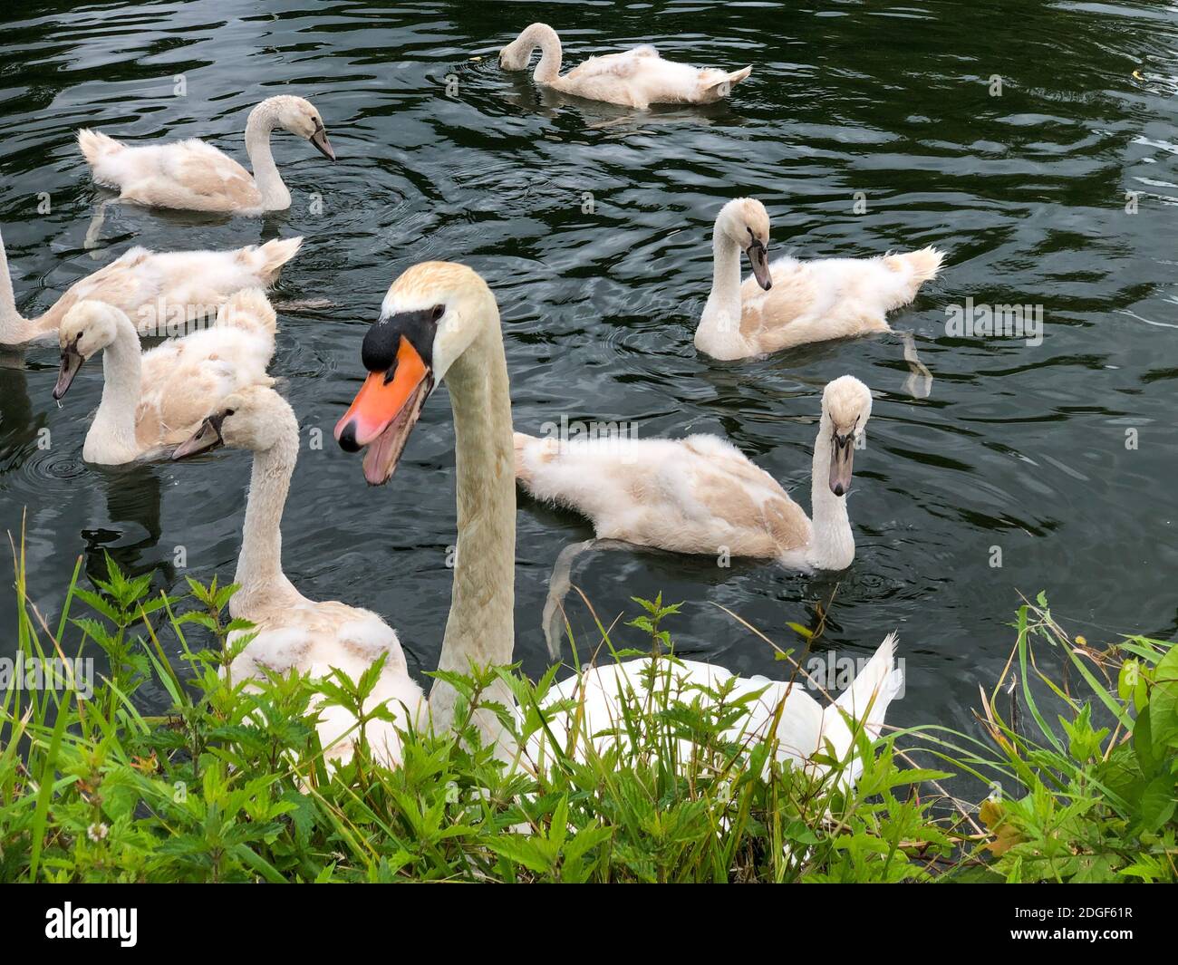 Happy swan hi-res stock photography and images - Alamy