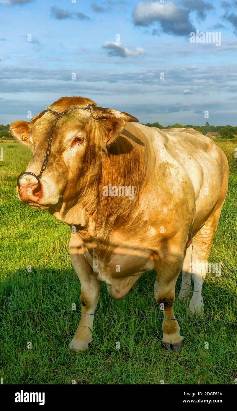 Huge bull cow grazing on a farmfield Stock Photo - Alamy