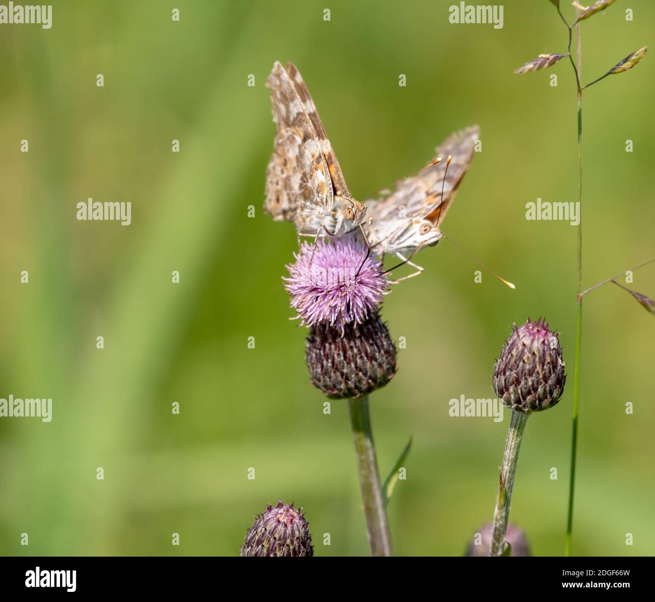 Photographing butterfly hi-res stock photography and images - Alamy