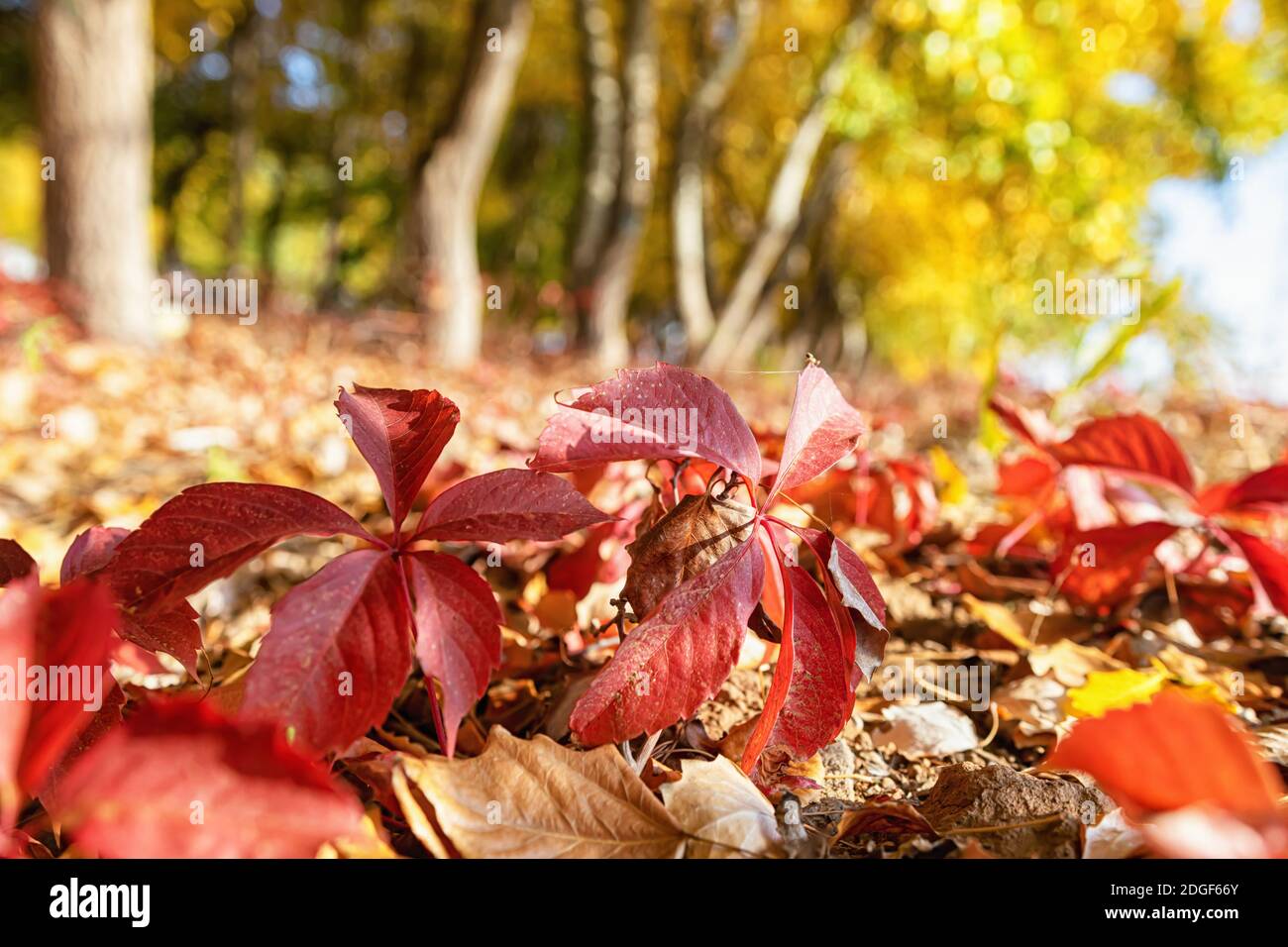 Autumn foliage wild grapes hi-res stock photography and images - Alamy