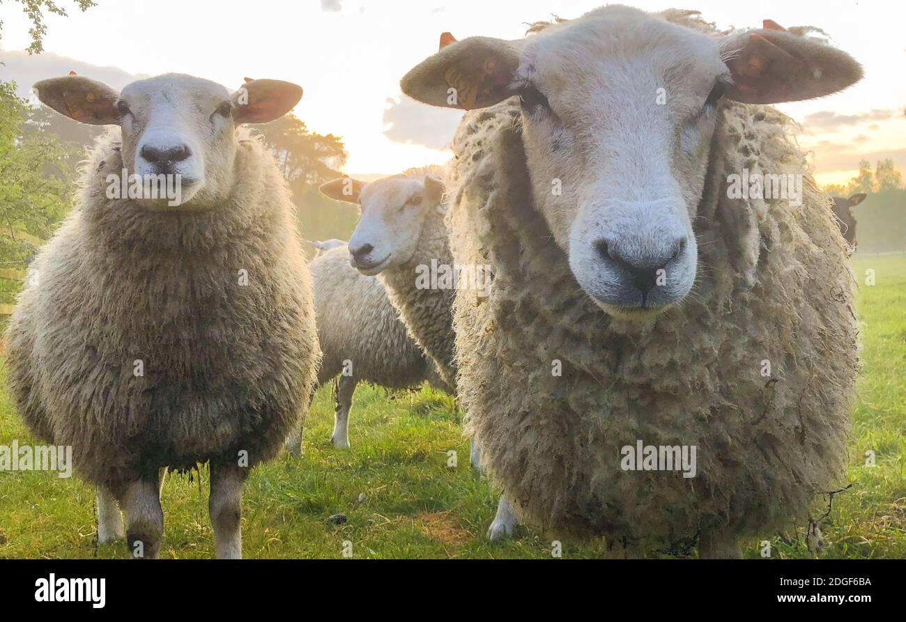 Flock of staring sheep Stock Photo - Alamy