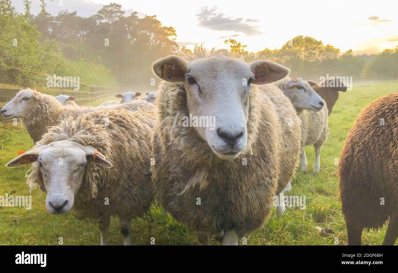 Flock of staring sheep Stock Photo - Alamy