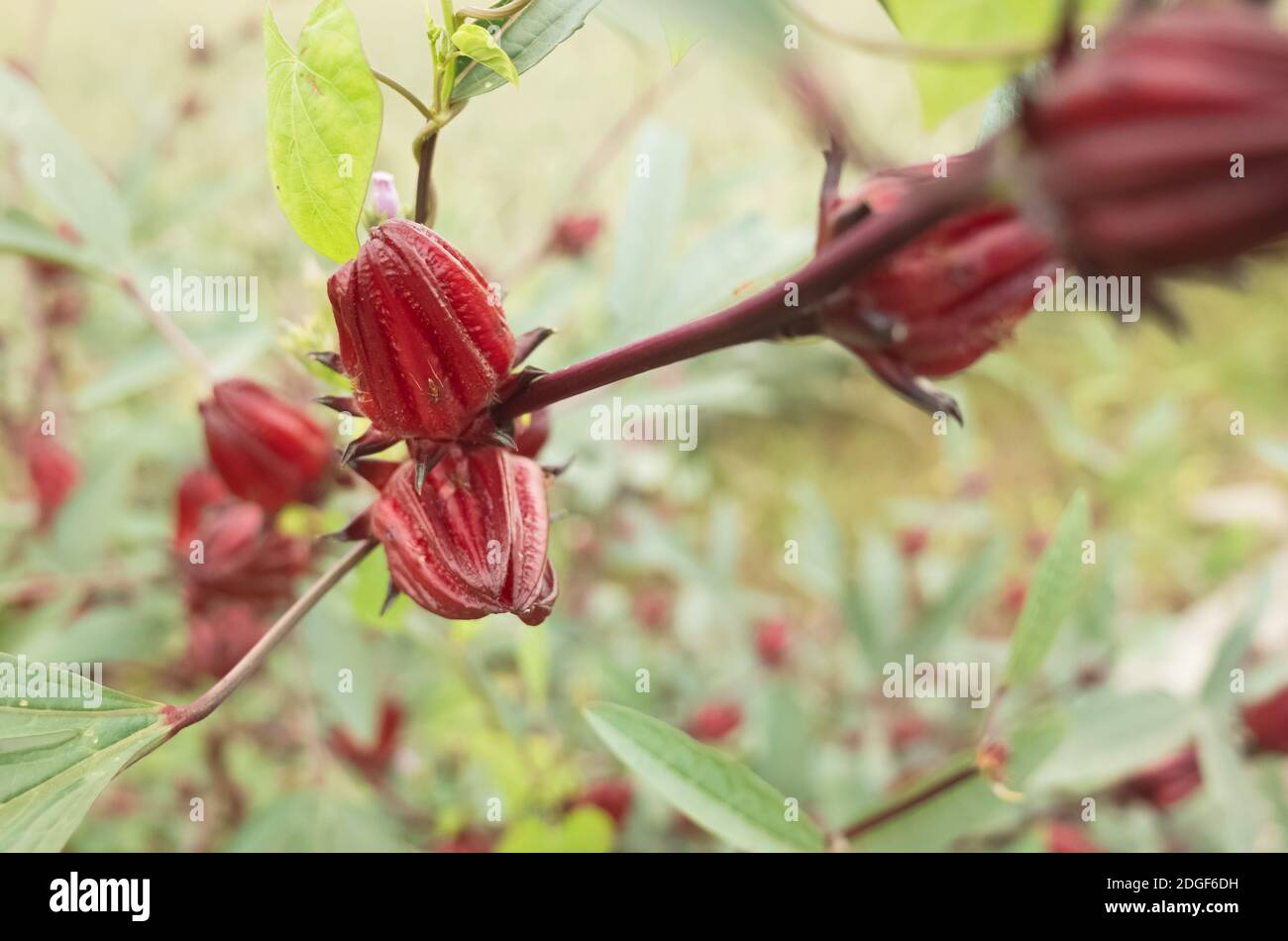 Roselle farm hi-res stock photography and images - Alamy