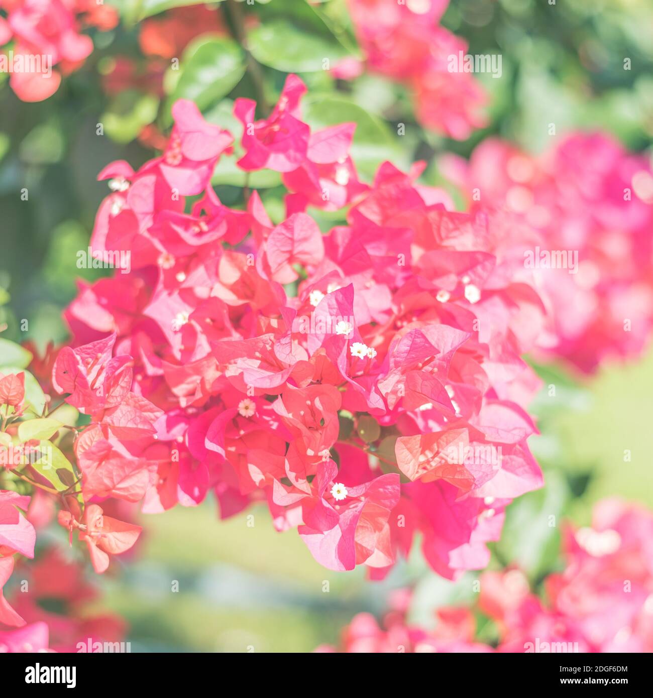Red bougainvillea bright sunshine hi-res stock photography and images ...