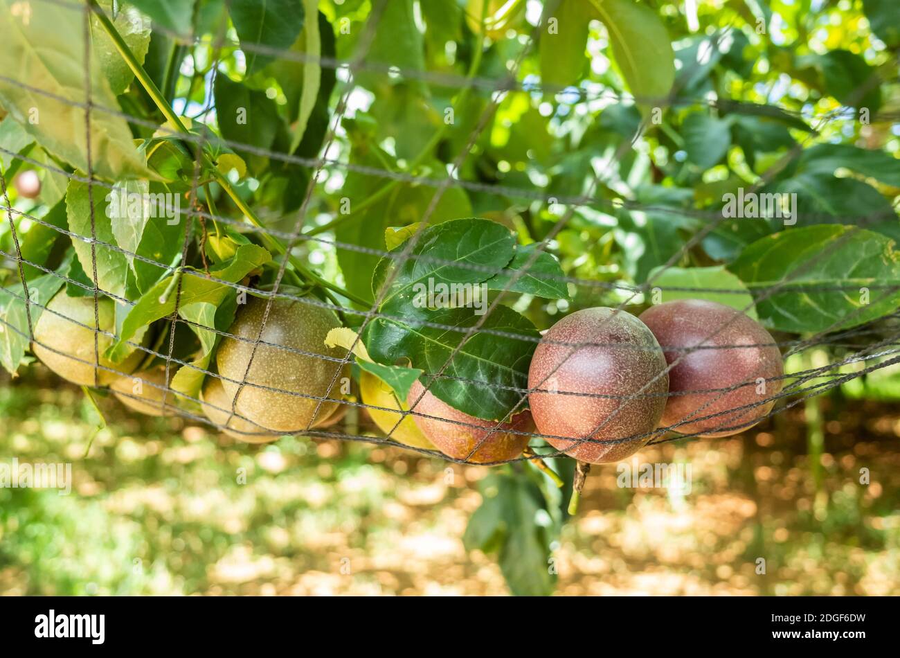 Farm of passion fruit cultivation on plastic net Stock Photo - Alamy