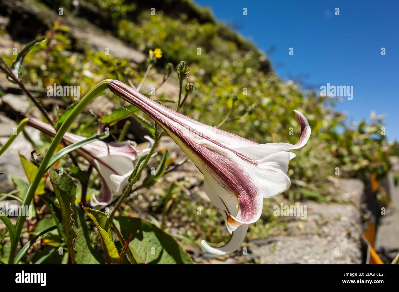 Taiwan Lily living at Hehuan Mountain Stock Photo - Alamy