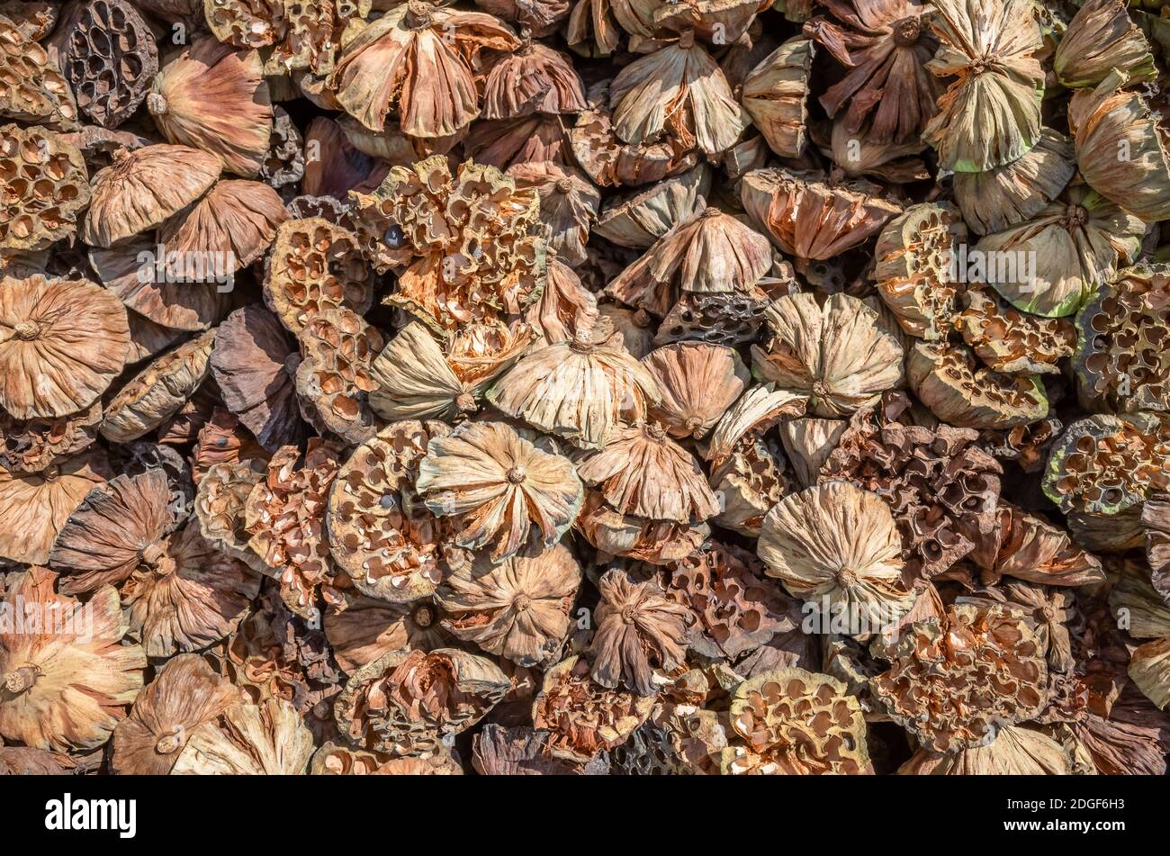 Dry seed pod of lotus Stock Photo - Alamy