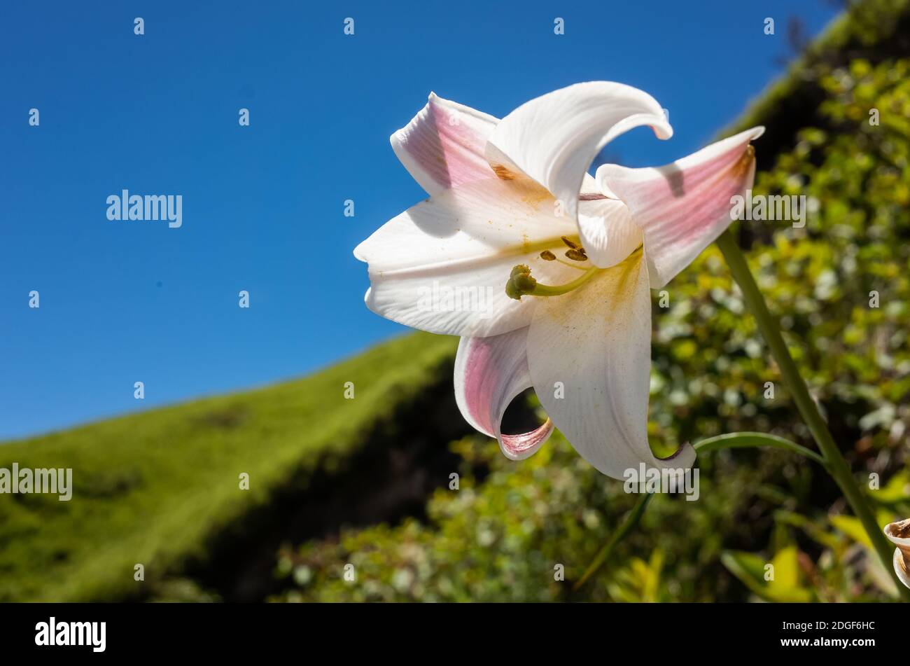 Taiwan Lily living at Hehuan Mountain Stock Photo - Alamy