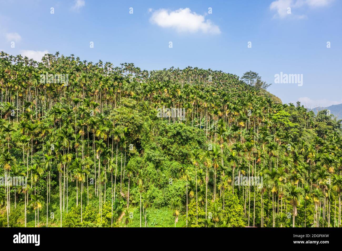 Betel nut tree hi-res stock photography and images - Alamy