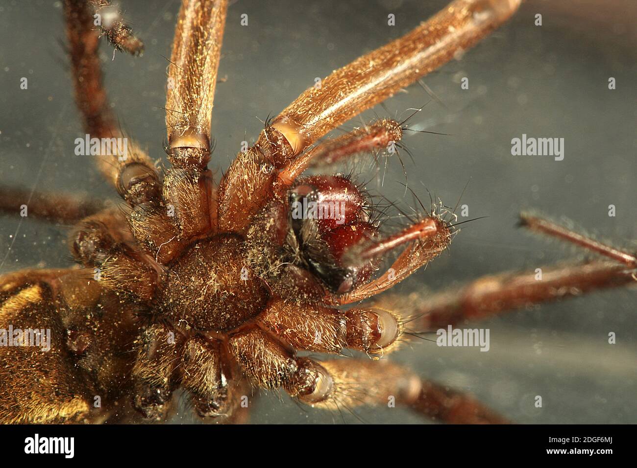 Sheetweb hi-res stock photography and images - Alamy