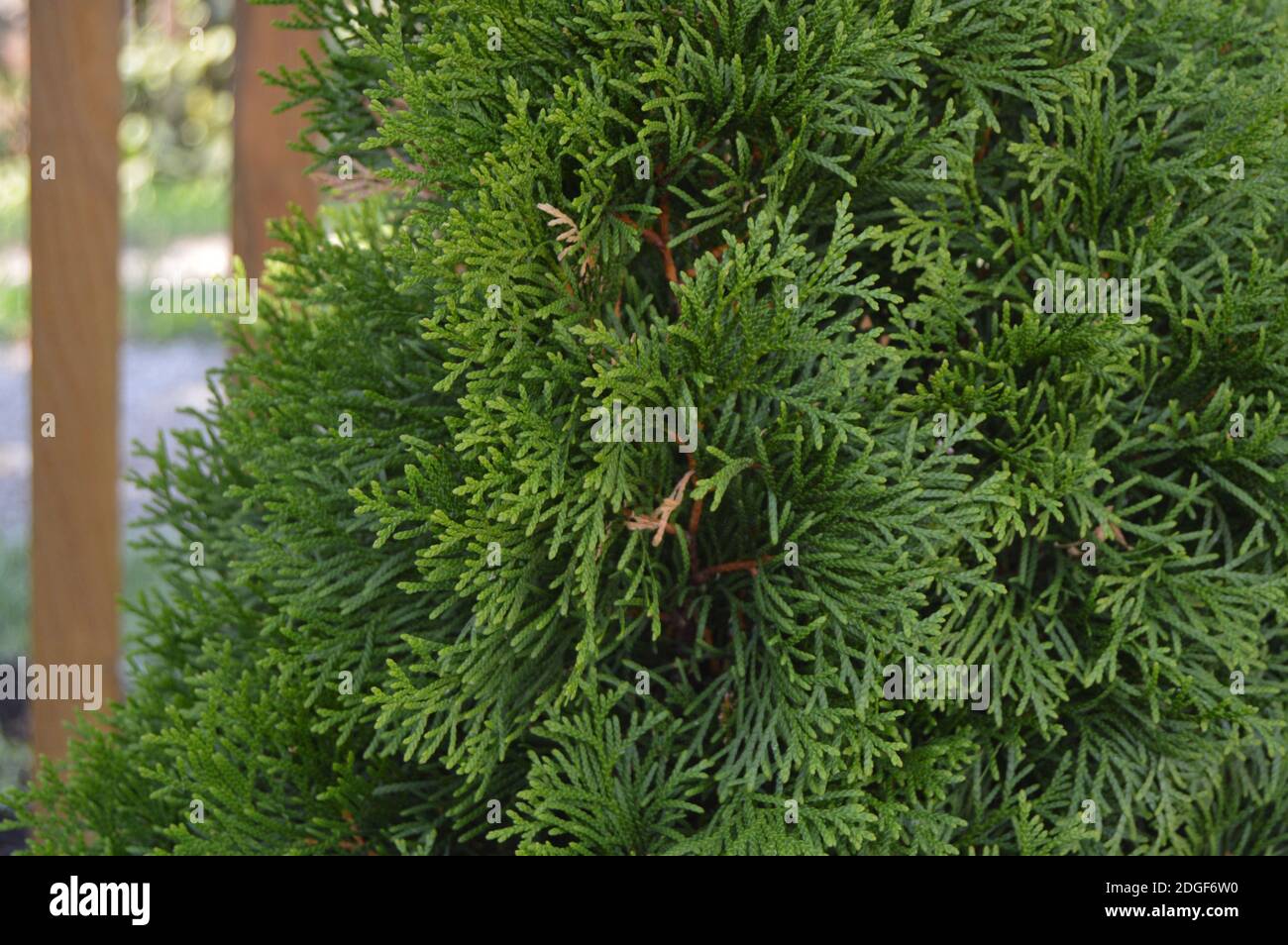 Thuja occidentalis background.Thuja occidentalis is an evergreen ...