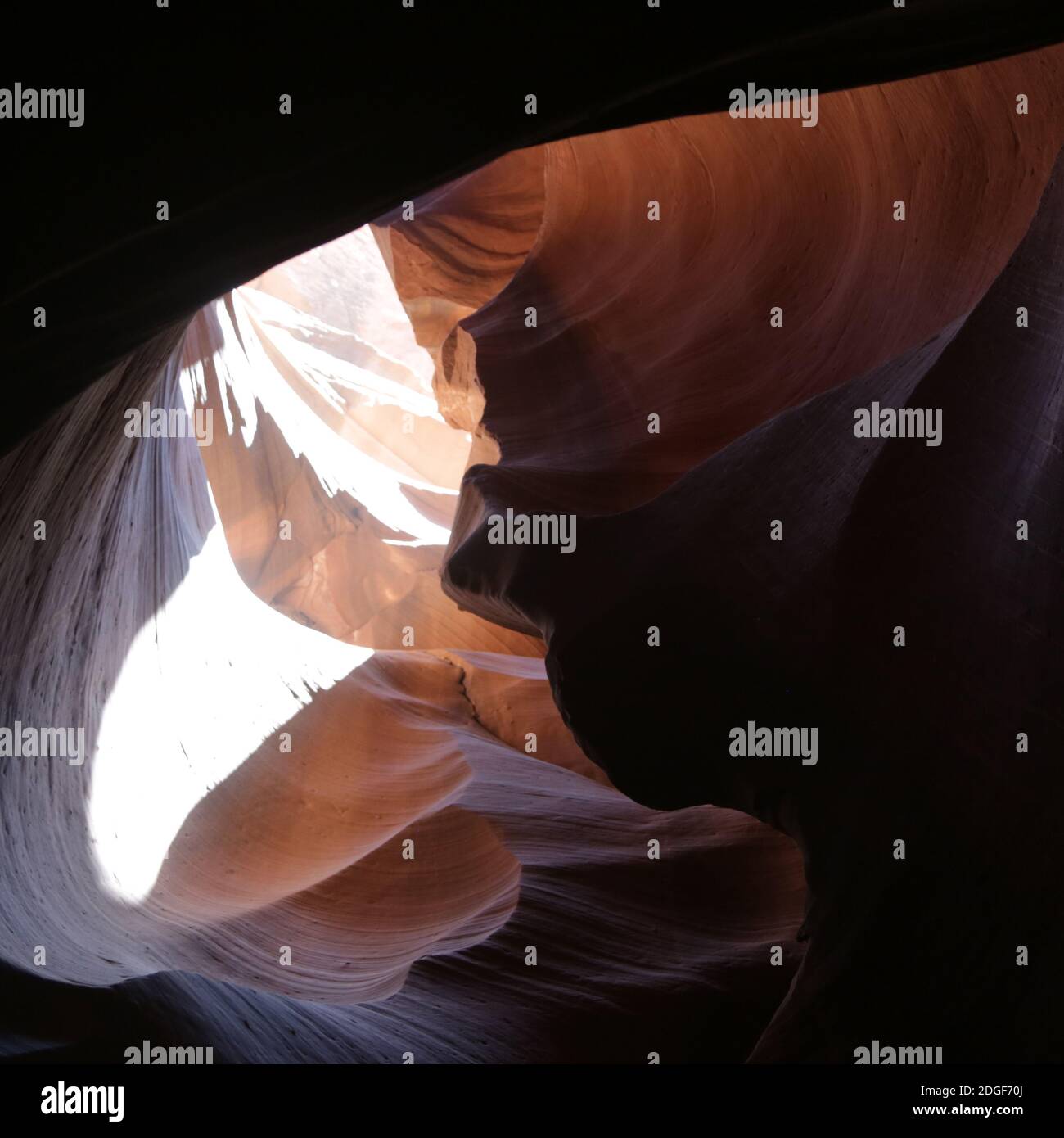 American antilope hi-res stock photography and images - Alamy