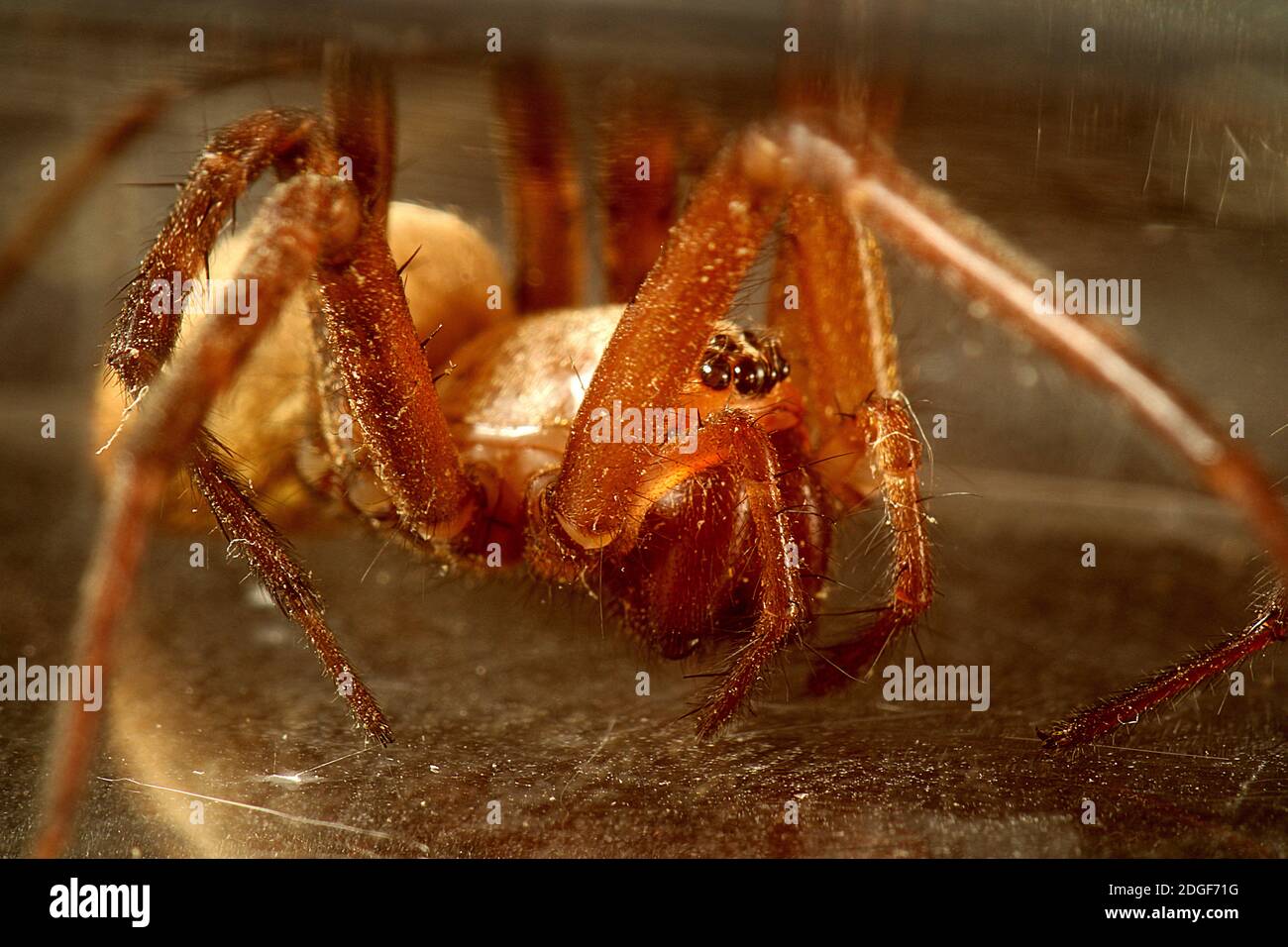 Sheetweb hi-res stock photography and images - Alamy