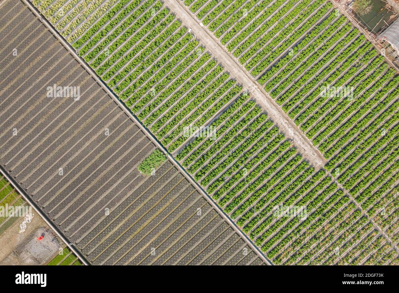 Green farm with vegetable and fruits Stock Photo - Alamy