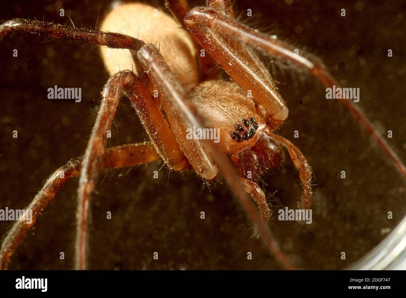 Sheetweb hi-res stock photography and images - Alamy