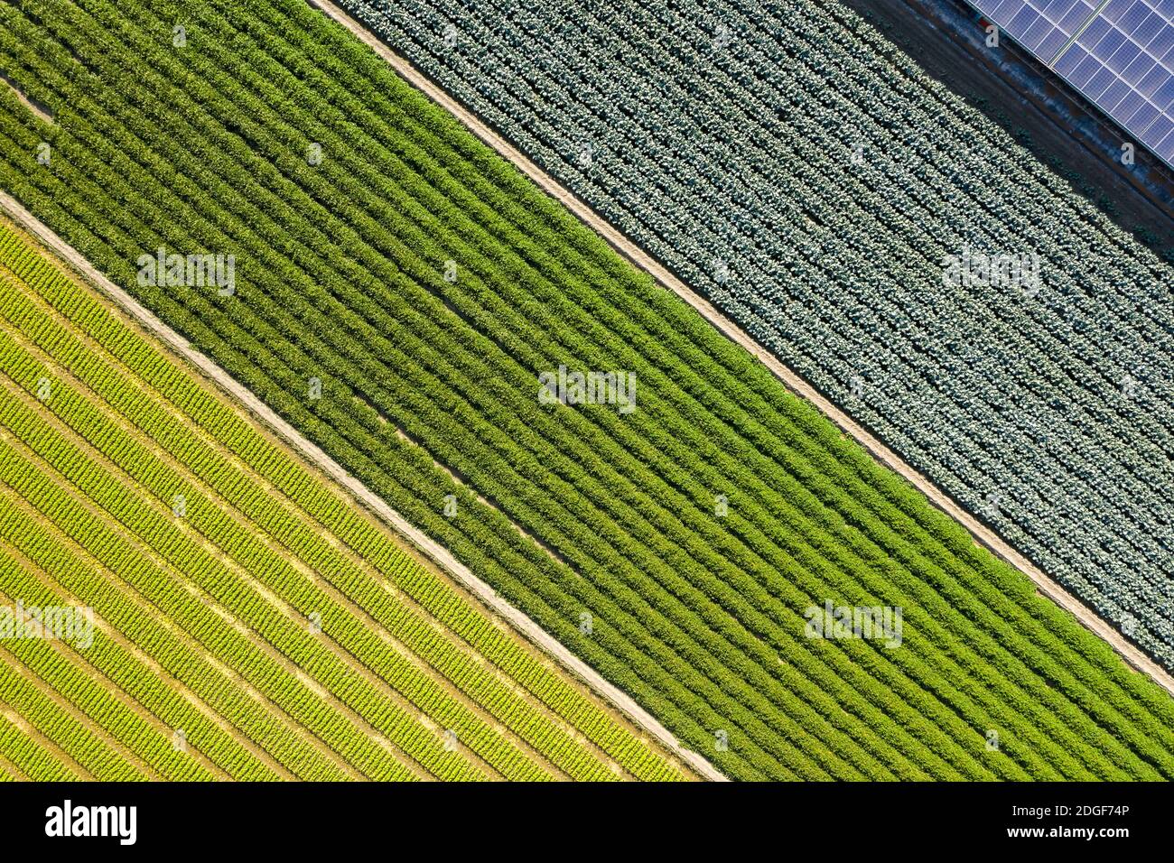 Colorful farm with vegetables and rice Stock Photo - Alamy