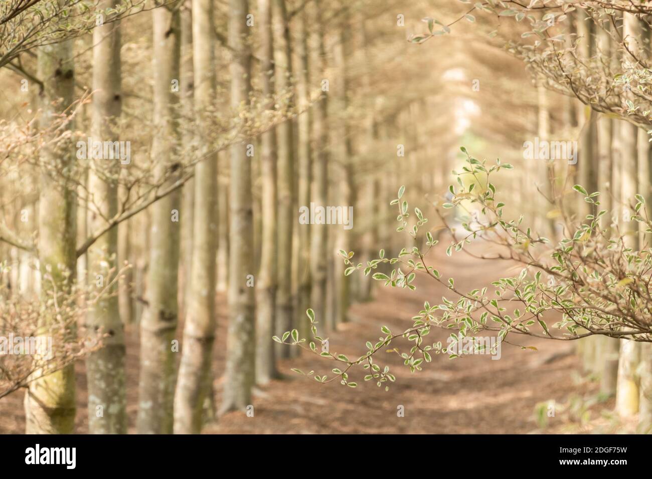 Tropical almond tree hi-res stock photography and images - Alamy