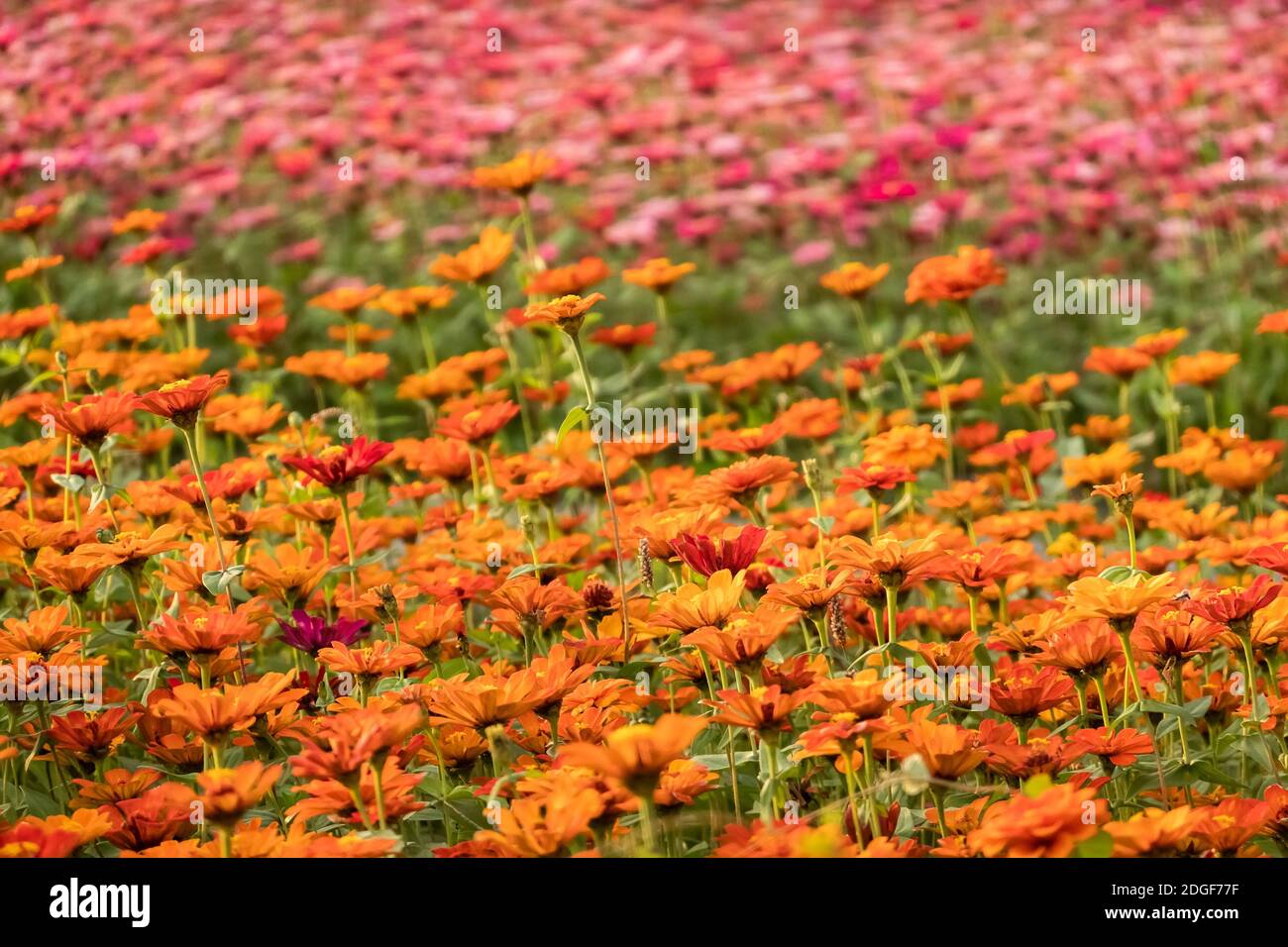 Colorful cosmos flowers farm Stock Photo - Alamy