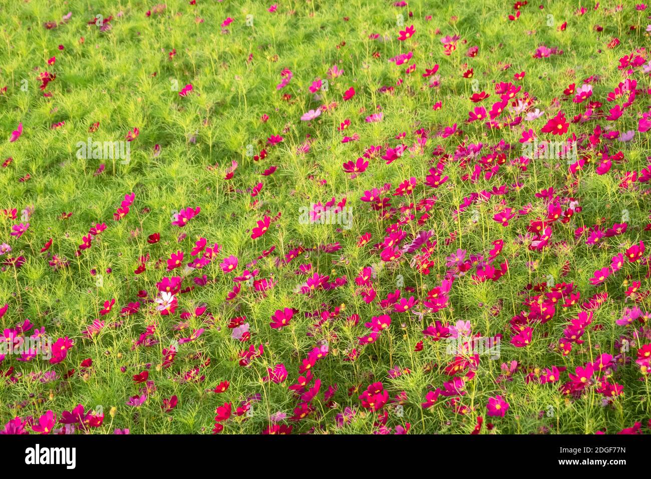 Cosmos flowers farm Stock Photo - Alamy