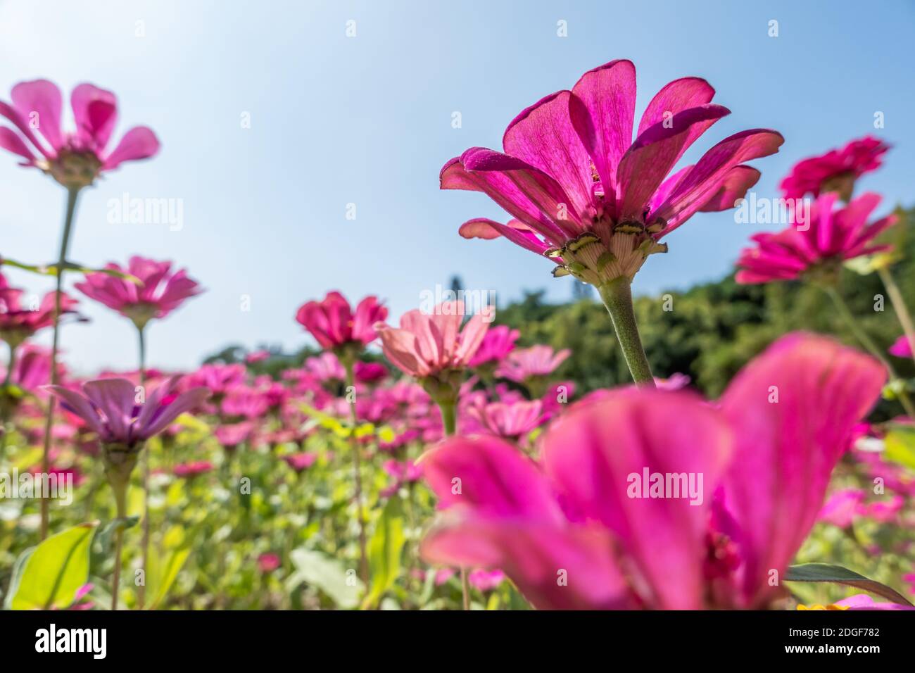 Pink cosmos flowers farm Stock Photo - Alamy
