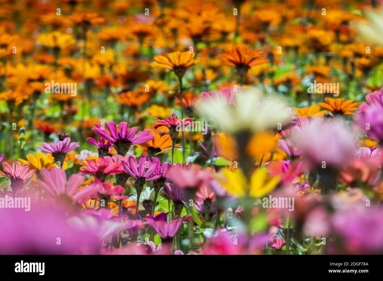 Beautiful cosmo flower field hi-res stock photography and images - Alamy