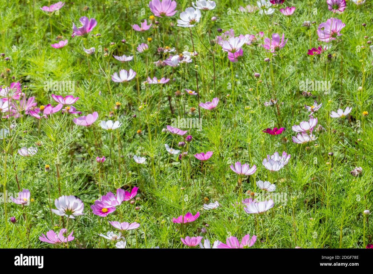 Colorful cosmos flowers farm Stock Photo - Alamy
