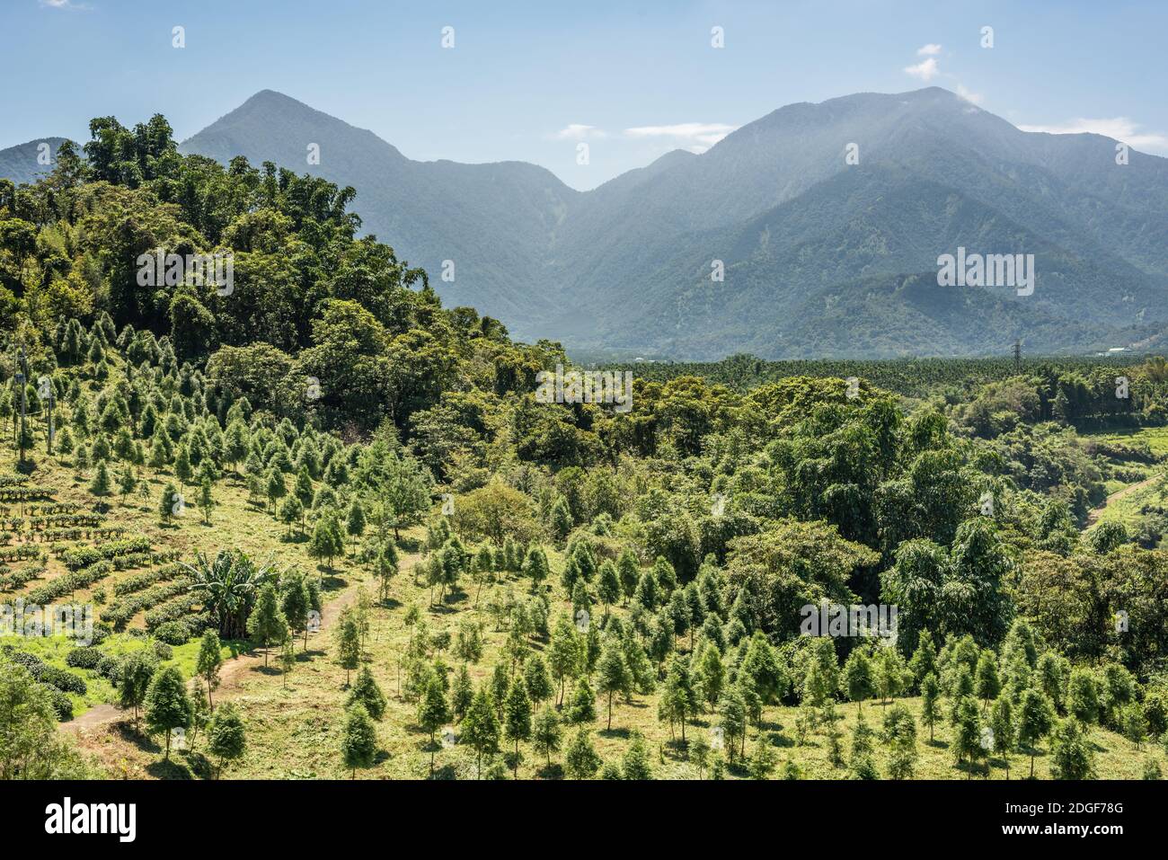Rural scenery of tea farm at Yuchi Stock Photo - Alamy