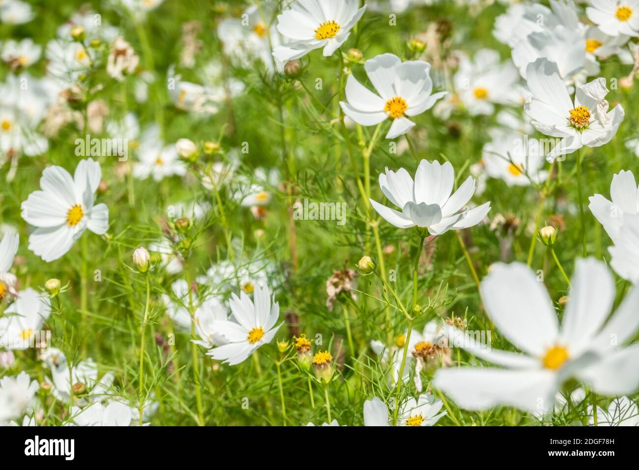 Beautiful cosmos flower garden farm hi-res stock photography and images ...