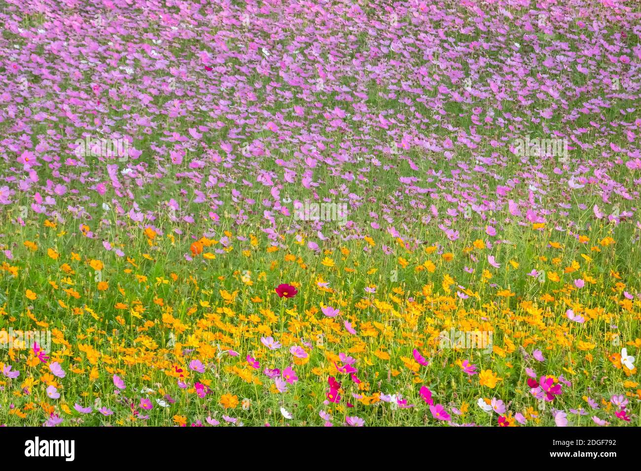 Colorful cosmos flowers farm Stock Photo - Alamy