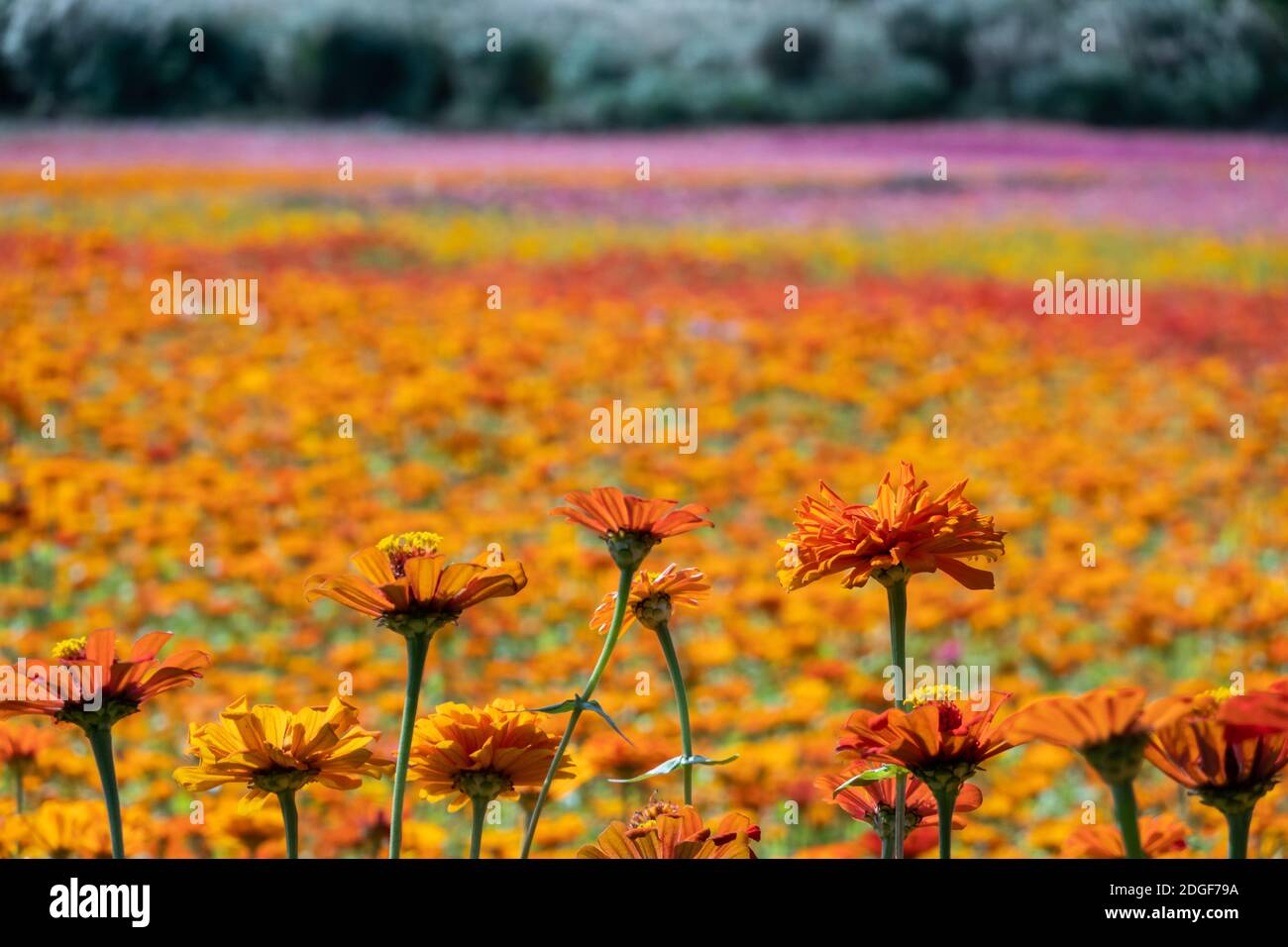 Colorful cosmos flowers farm Stock Photo - Alamy