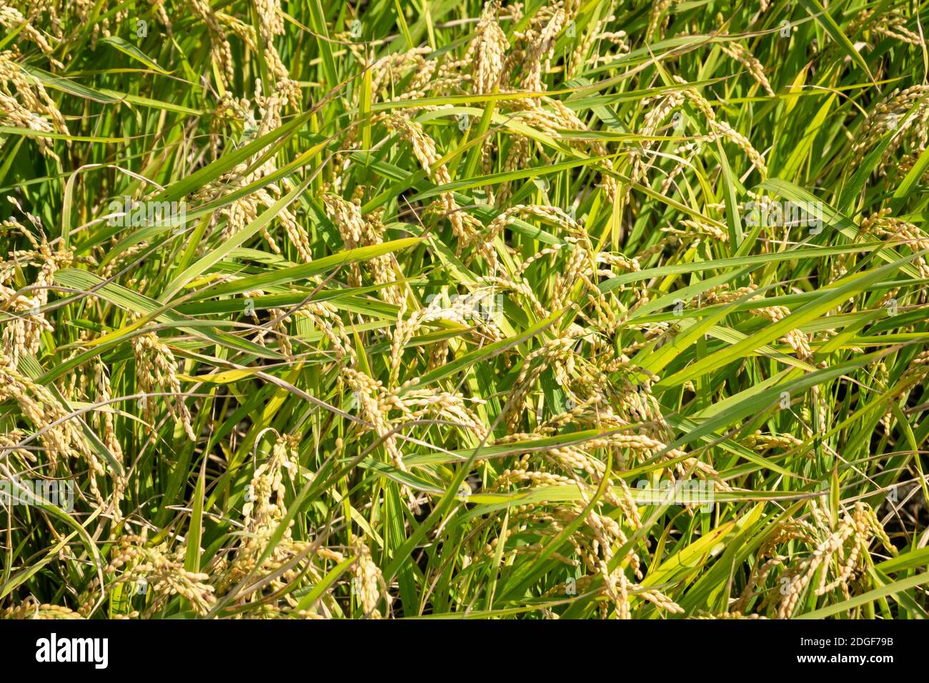 Golden ripe rice farm Stock Photo - Alamy