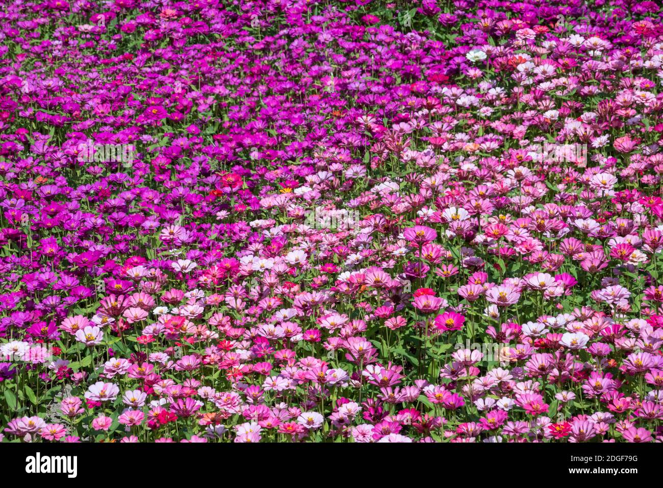Pink cosmos flower farm hi-res stock photography and images - Alamy