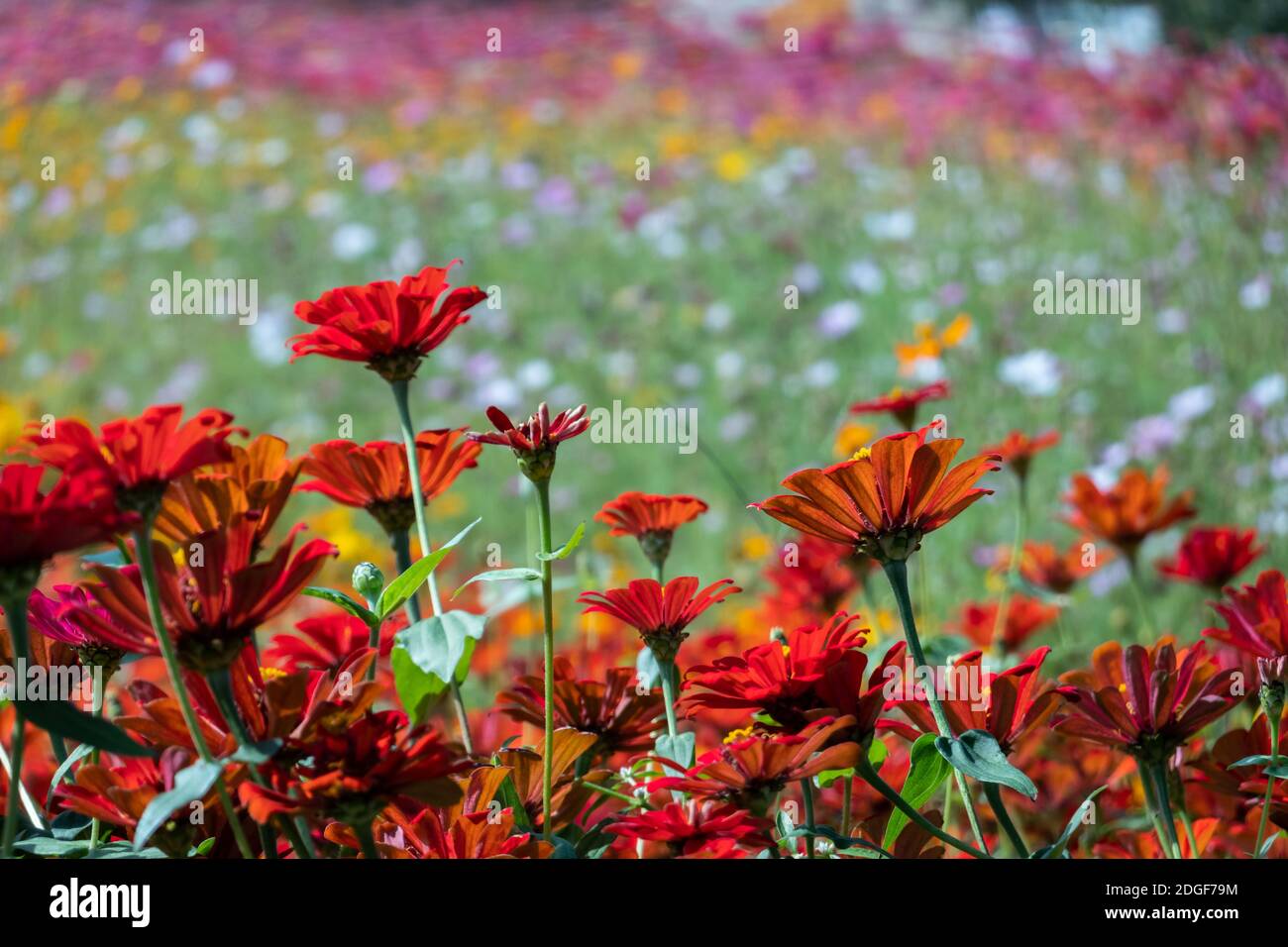 Cosmos flowers farm Stock Photo - Alamy